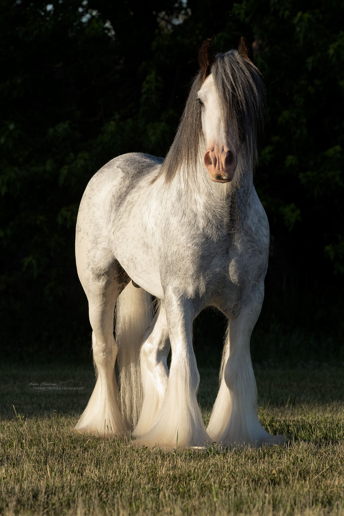 STALLIONS – JUST RIGHT RANCH